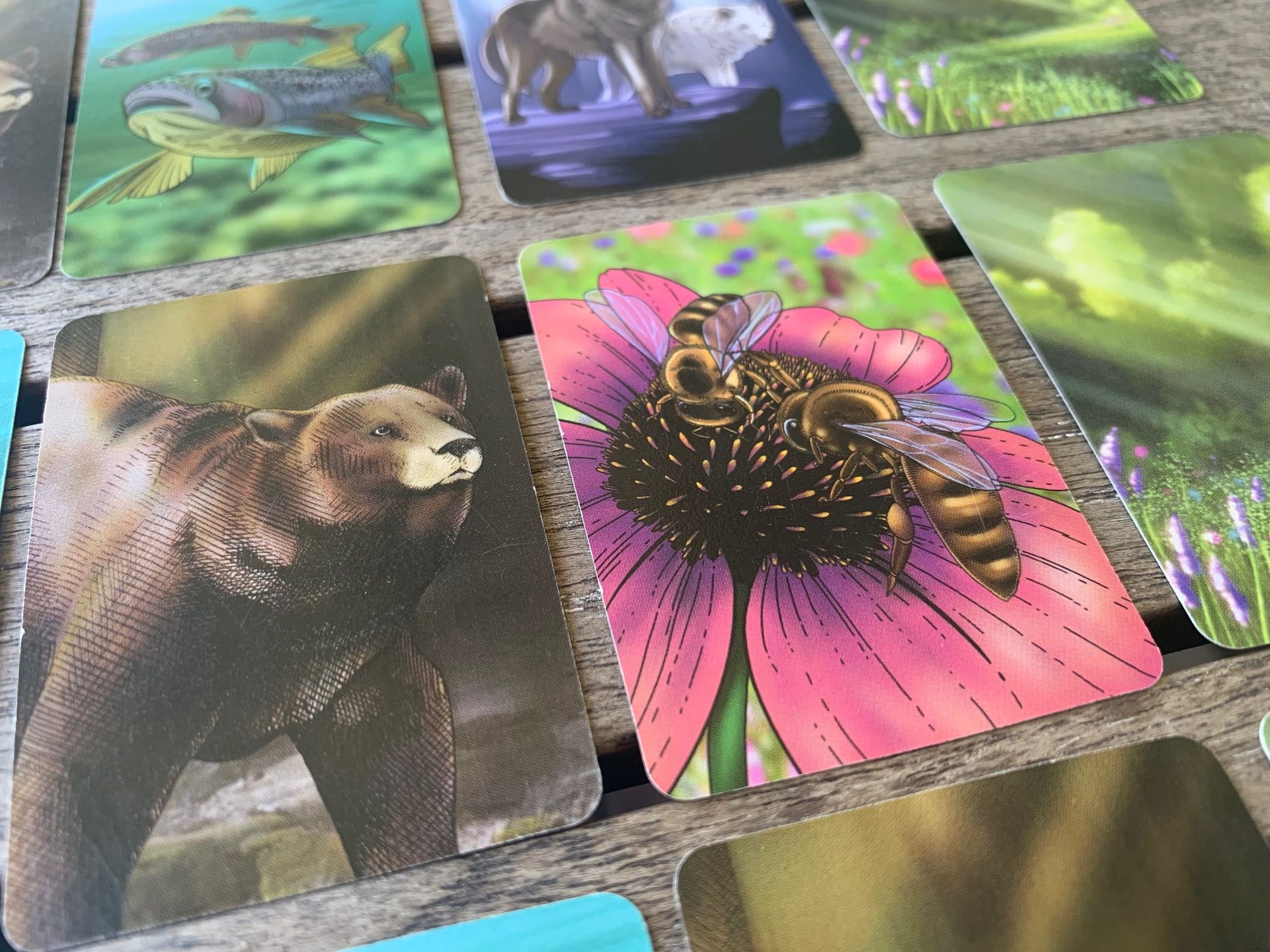 REVIEW | Rezension Brettspiel Ecosystem